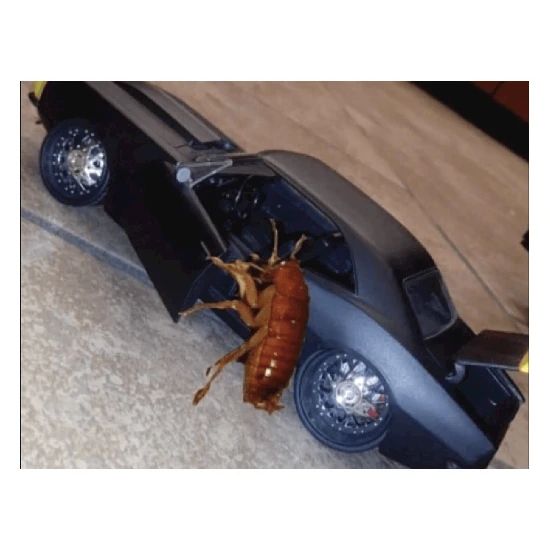 Roach Memes 20+ Funny Roach Memes For Tenants In Desperate Need Of An