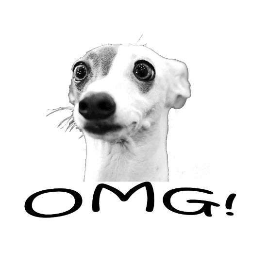 Omg Dog Meme Funny #wtf #lol #meme #dog #puppy #omg #walking #cute