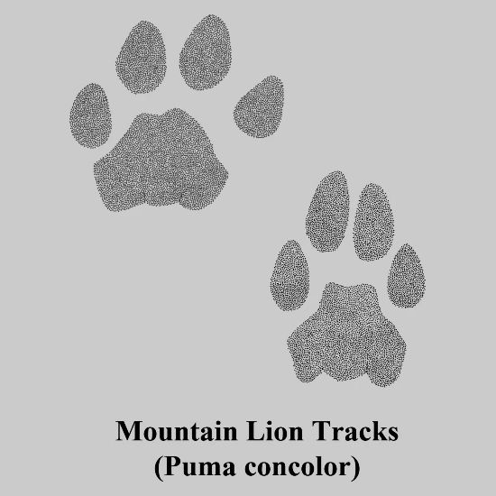 What Do Mountain Lion Tracks Look Like - Infoupdate.org