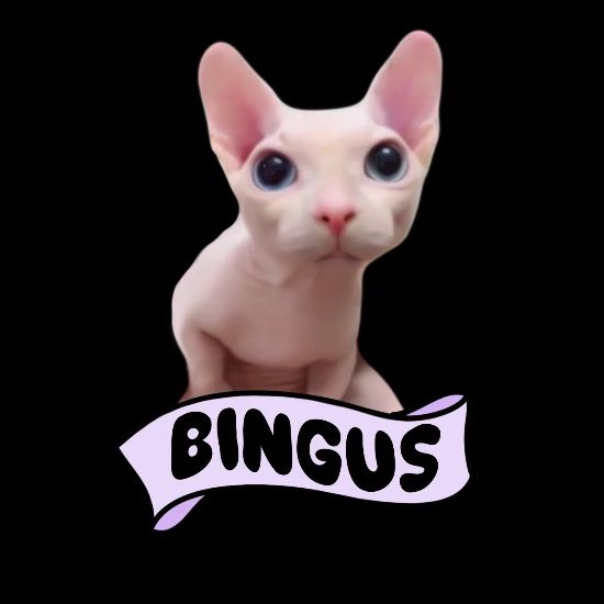 Hairless Bingus Cat Meme Hoodie - Hairless Sphinx Cat Pullover ...