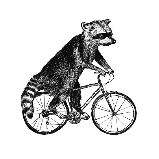 Raccoon Riding Bike