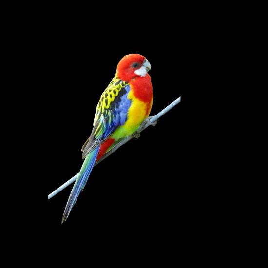 Australian Eastern Rosella