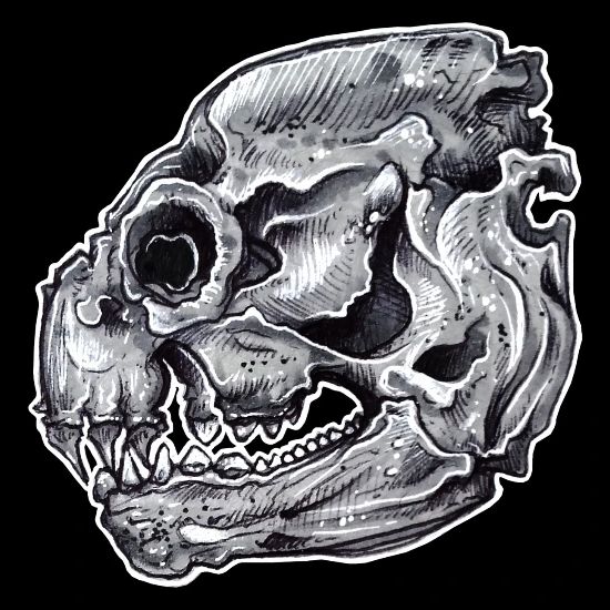 Wolf Eel Skull Real Pacu Fish Skeleton, Gothic Home Decor, Oddities