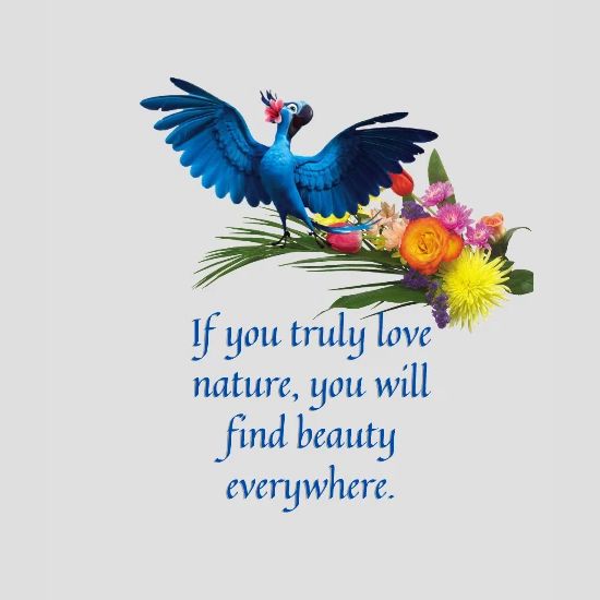 Rio Toucan Quotes Rio Grande Valley Birding Festival