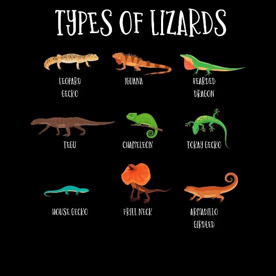 Types Of Reptiles List A List Of Different Types Of Lizards With Facts