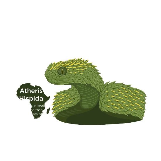 Spiny Bush Viper