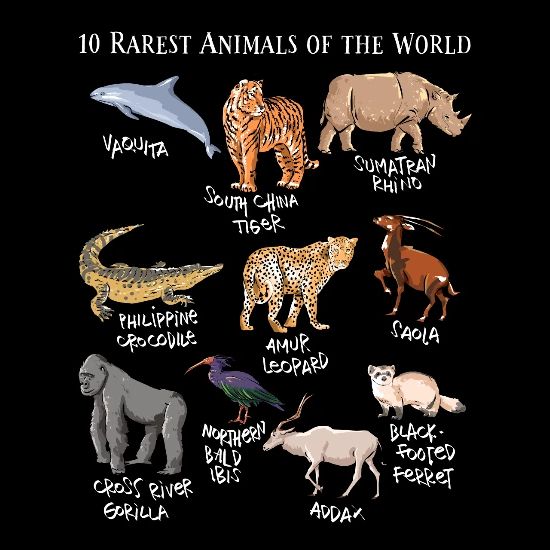 Top 10 Most Rare Animals In The World Rare Animals: 13 Of The Rarest