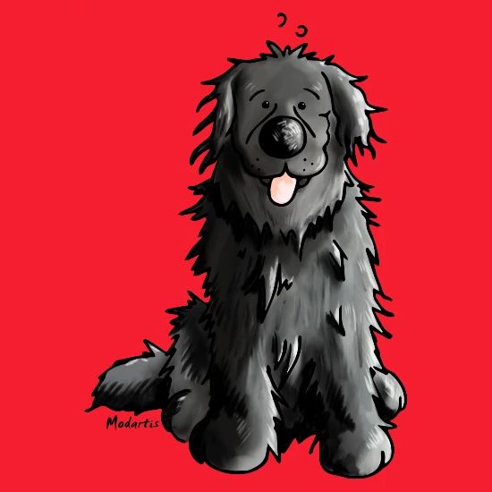 Newfoundland Dog Red Newfoundland Vs. Bernese Mountain Dog: Gentle