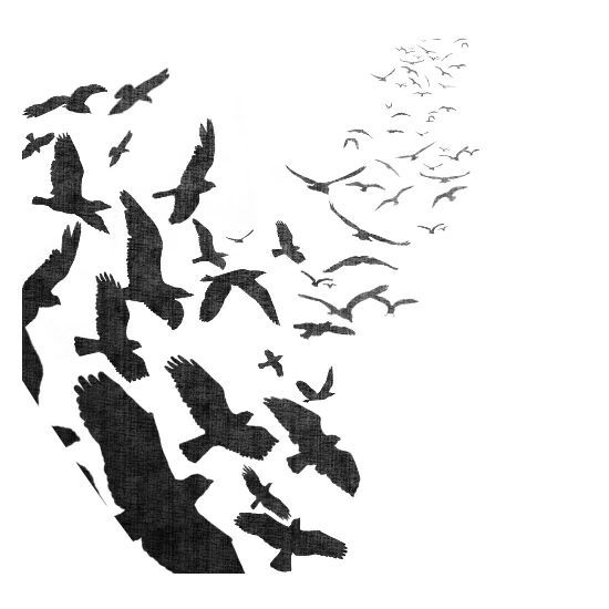Ravens Flying In A Flock