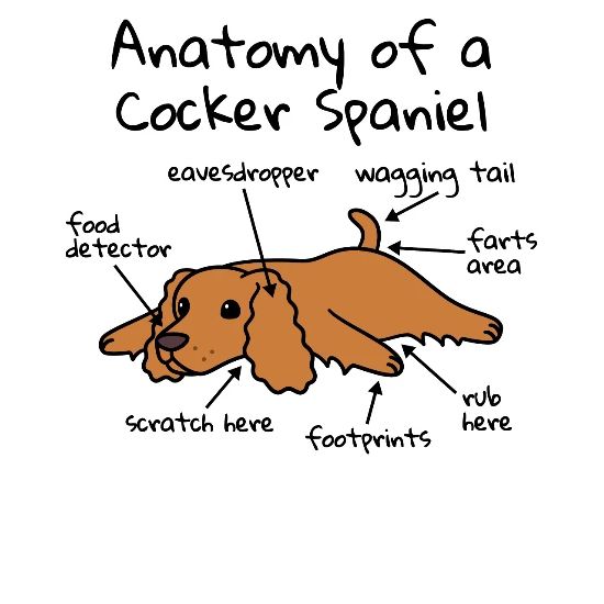 Spaniel Anatomy