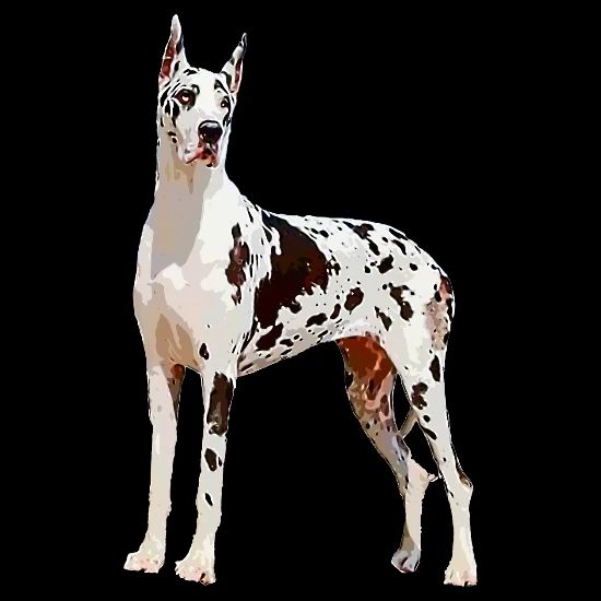 Fawn Harlekin Grand Danois Great Dane History, Health & Fun Facts
