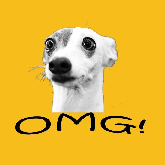 Omg Dog Meme Funny #wtf #lol #meme #dog #puppy #omg #walking #cute