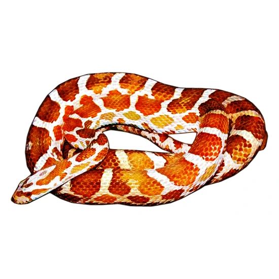 Corn Snake Colours