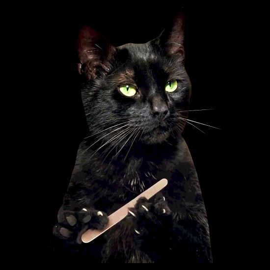 Cat Nail File Memes