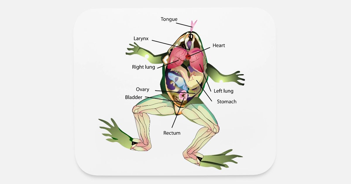 Frog Anatomy Worksheet Anatomy Of A Frog (FREE PRINTABLE) — Blog
