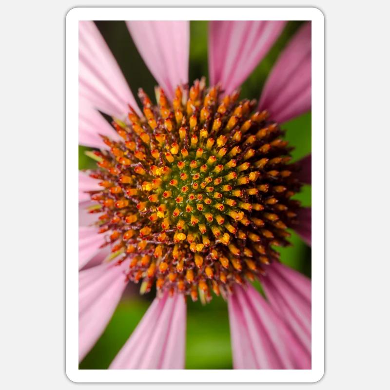 Coneflower Stickers | Unique Designs | Spreadshirt