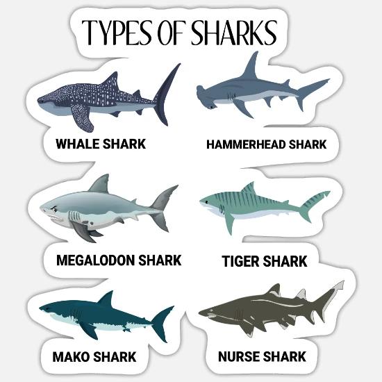 Tableau Des Types De Requins