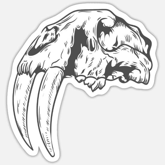 Saber Tooth Tiger Skull Drawing
