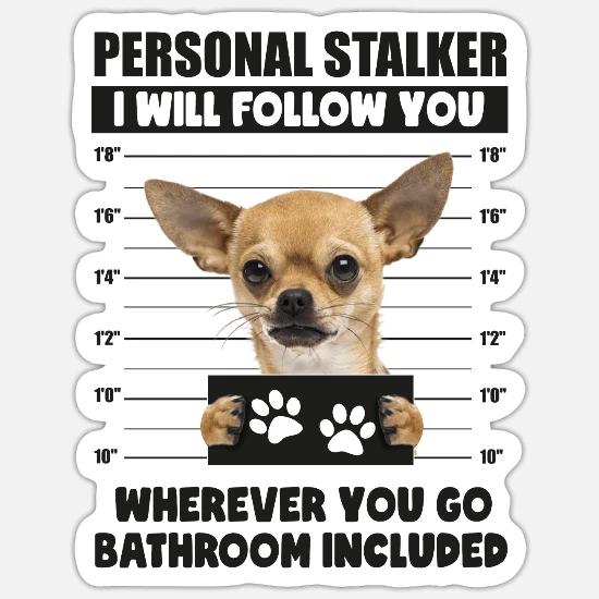 Memes Chihuahua