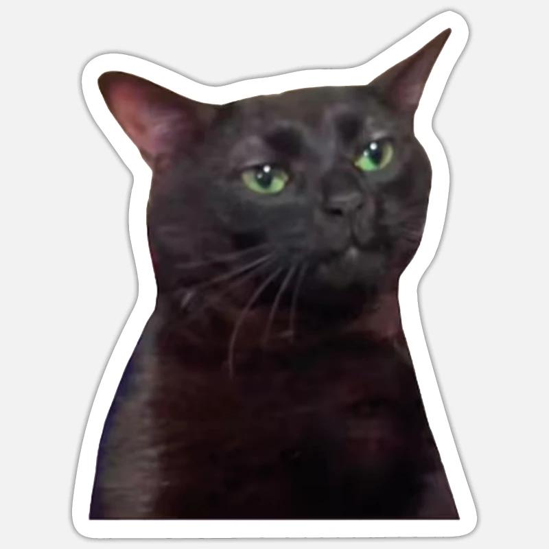 Black Cat Memes Angry Black Cat Meme GIF Angry Black Cat Meme