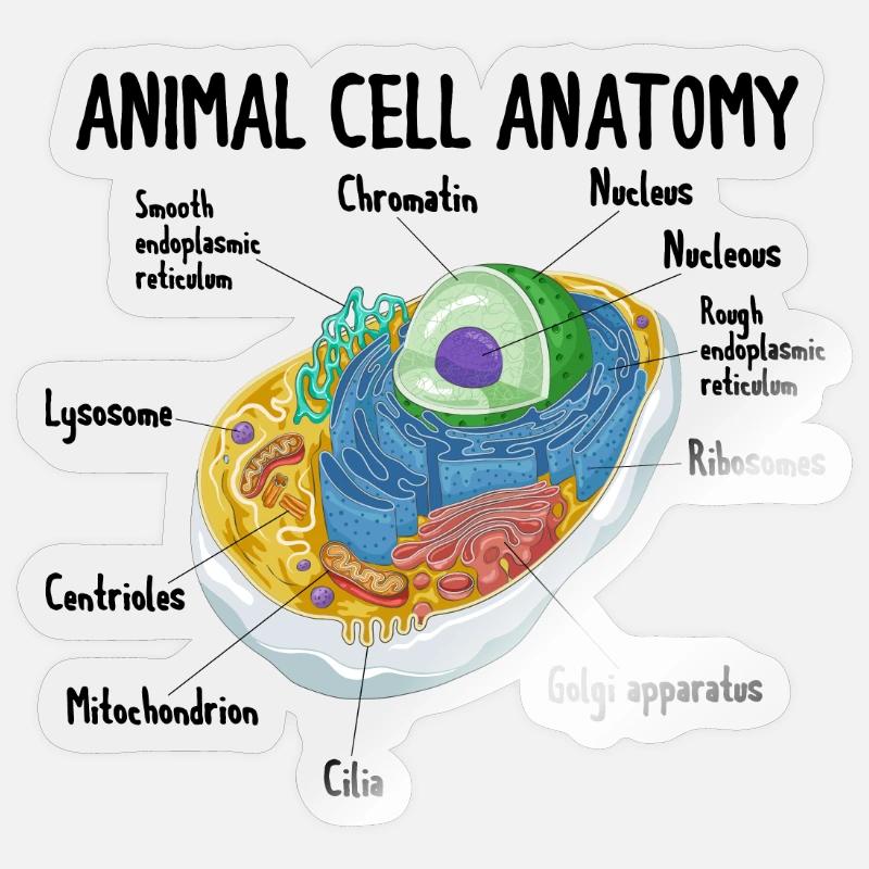 Cilia In An Animal Cell